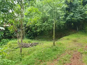 Land & Plots For Sale in Sri Lanka Prices in December 2025 on Jiji.lk